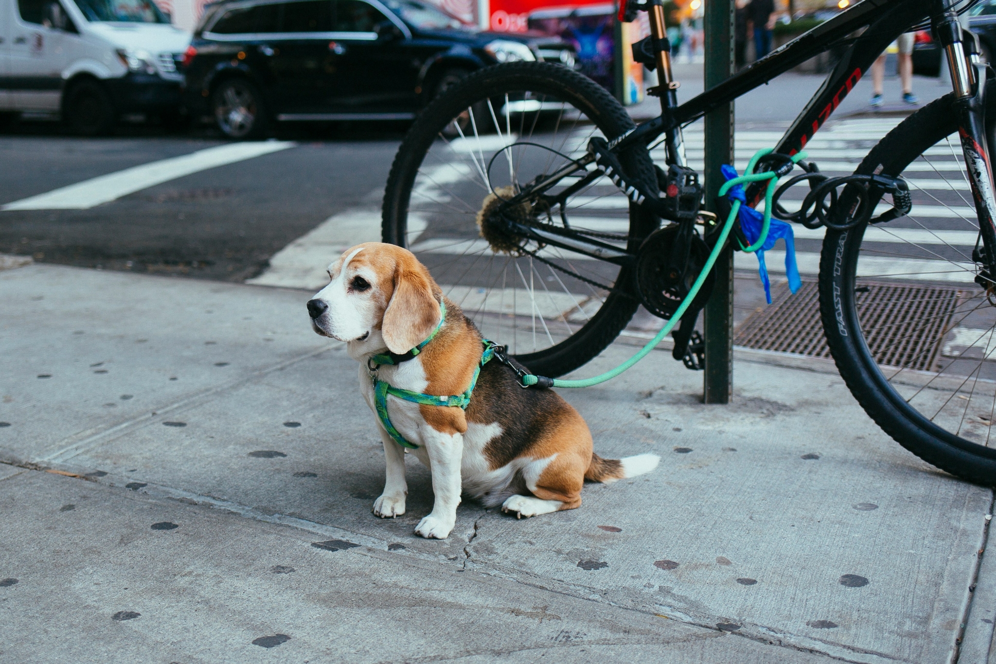 Welcoming Pets in Restaurants: A Guide for Restaurant Owners – The Tip Jar