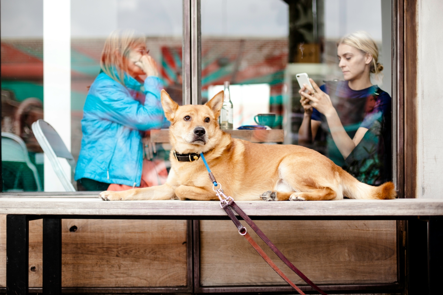 Welcoming Pets in Restaurants: A Guide for Restaurant Owners – The Tip Jar